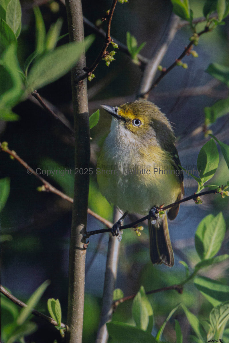 White-eyed Vireo – Winthrop Gallery