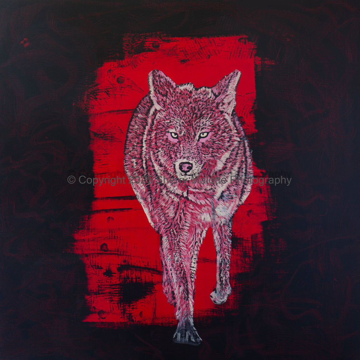 Coyote Lore – Winthrop Gallery