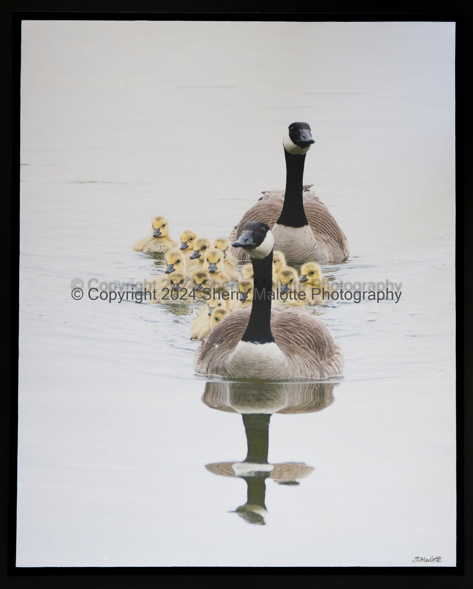 The Canadians – Winthrop Gallery