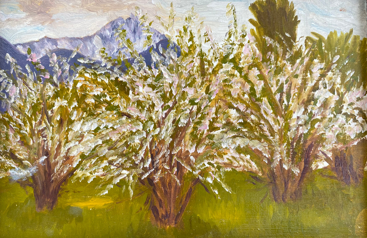 Old Orchard in Bloom--plein air – Winthrop Gallery