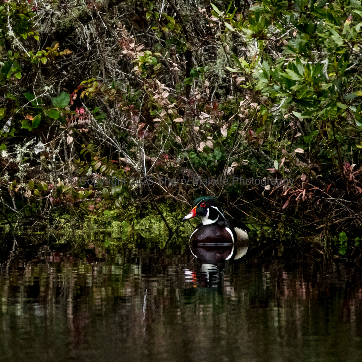 Wood Duck – Winthrop Gallery