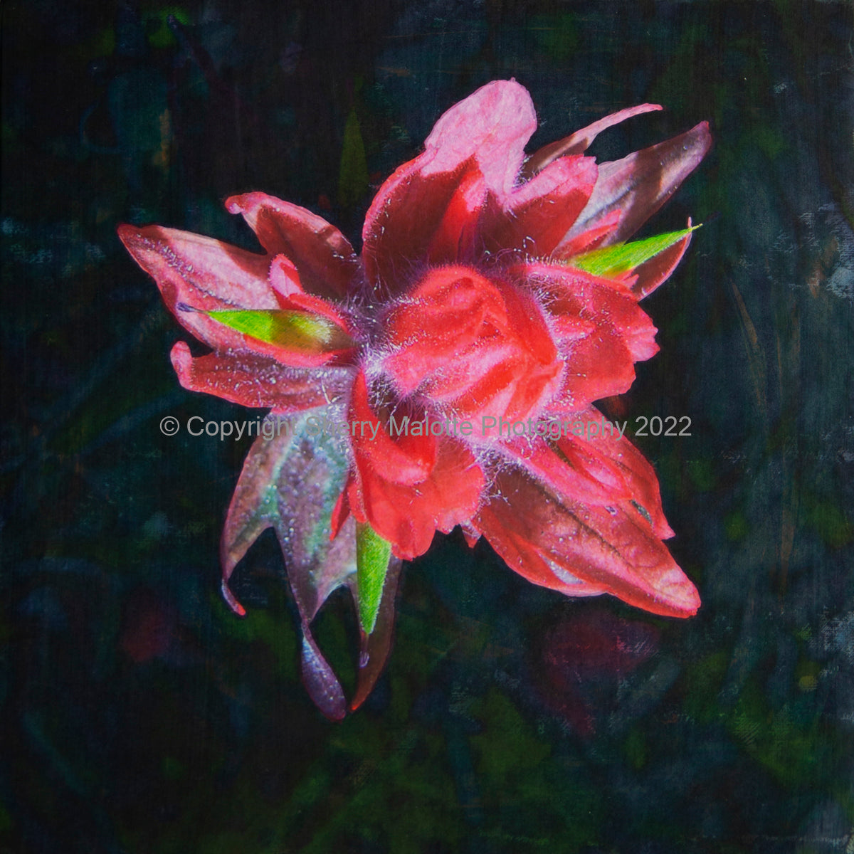 Color Me Red – Winthrop Gallery